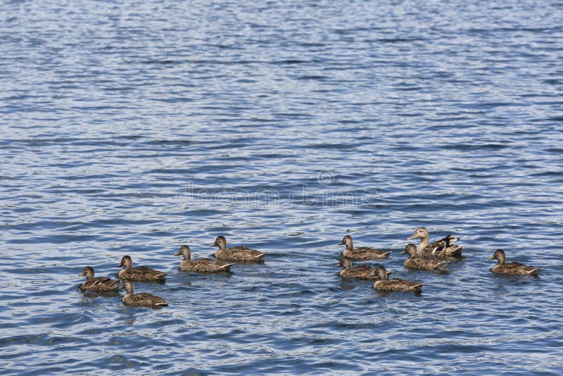 A Flock of Ducks Floating in Water Stock Photo - Image of river ...