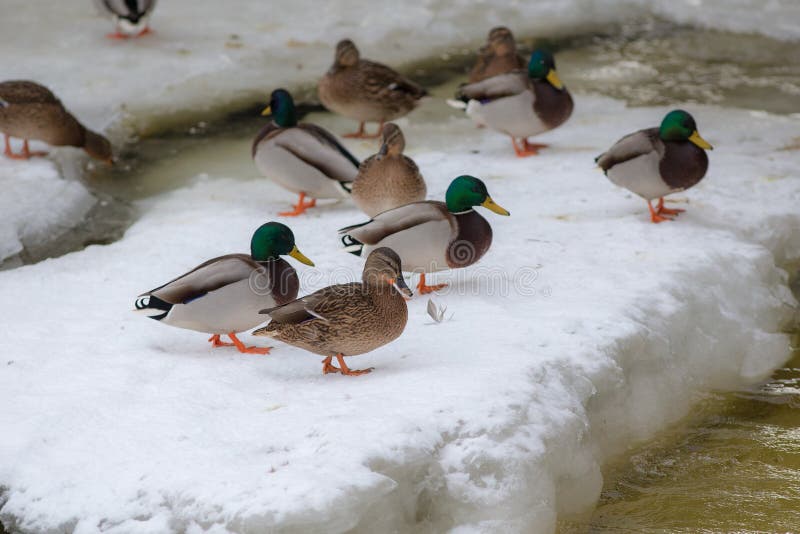 Flock of ducks stock image. Image of winter, animal - 157994701