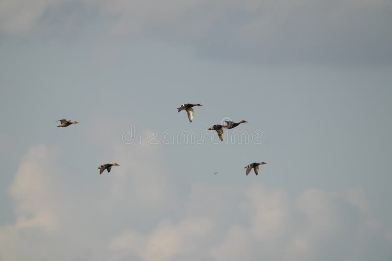 A Flock of Ducks Fly in the Sky Stock Photo - Image of freedom, flying ...