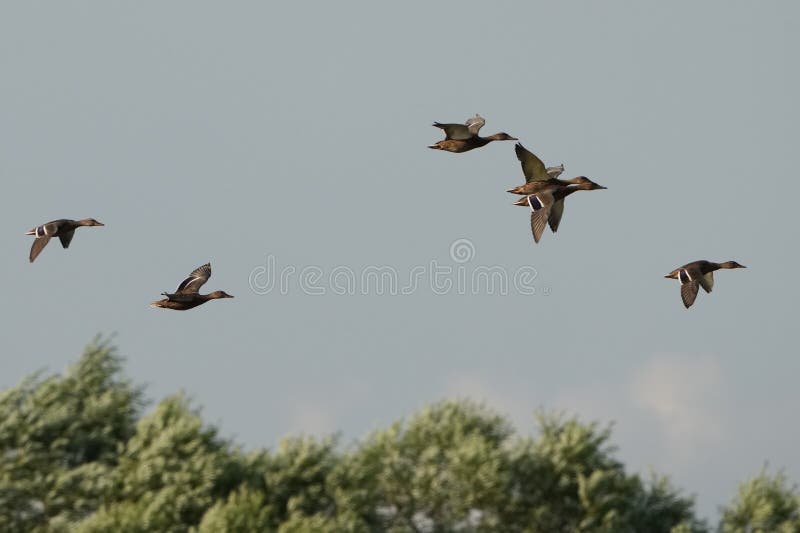 A Flock of Ducks Fly in the Sky, with Some of Them Flying in a Straight ...