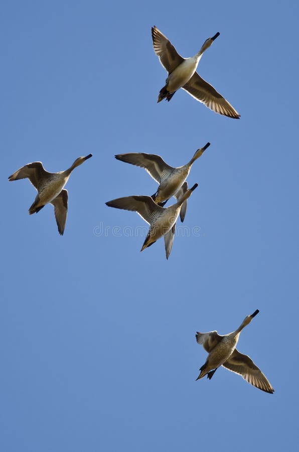 Flock of Ducks Flying on a White Background Stock Photo - Image of ...