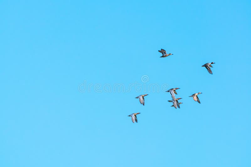 Flock of Ducks Flying in Blue Sky Stock Image - Image of migratory ...