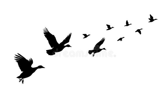 A Flock of Ducks Flying. Hand Drawing. Not AI Stock Illustration ...