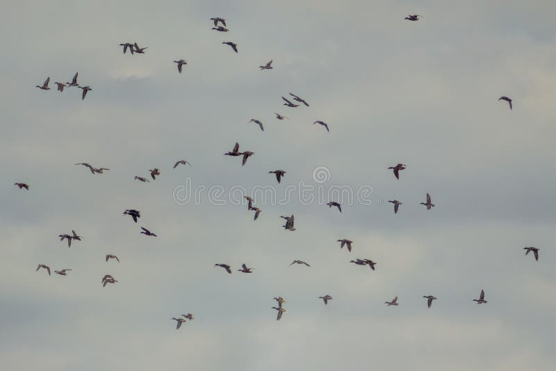 Flock of ducks flying high stock image. Image of migration - 288212185
