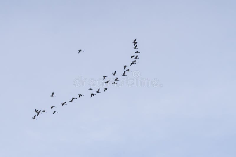 Flock of Ducks Flying in Line with Blue Background Stock Photo - Image ...