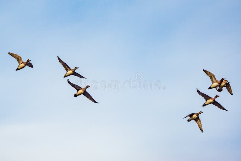 Flock of Ducks Flying in the Sky. Stock Image - Image of duck ...