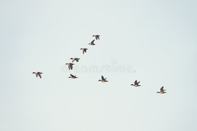 Flock of Ducks Flying in the Sky. Stock Image - Image of separated ...