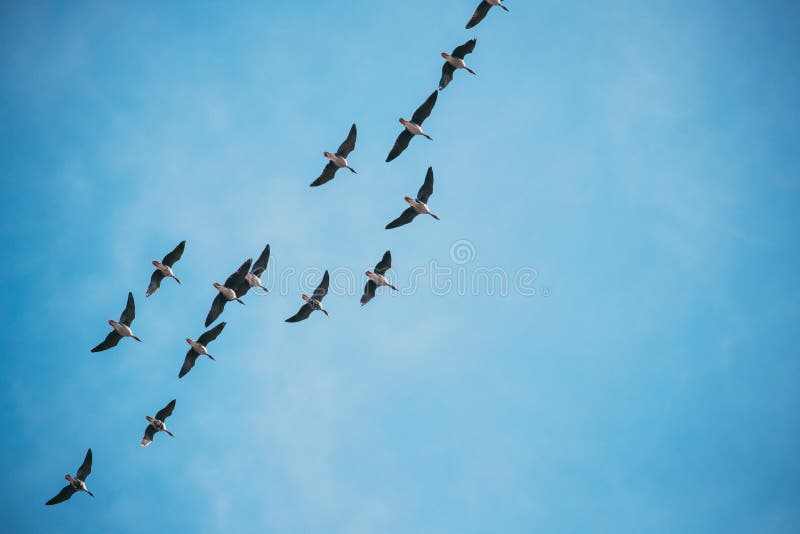 Flock of Ducks Flying in Sunny Blue Spring Sky during Their Migration ...