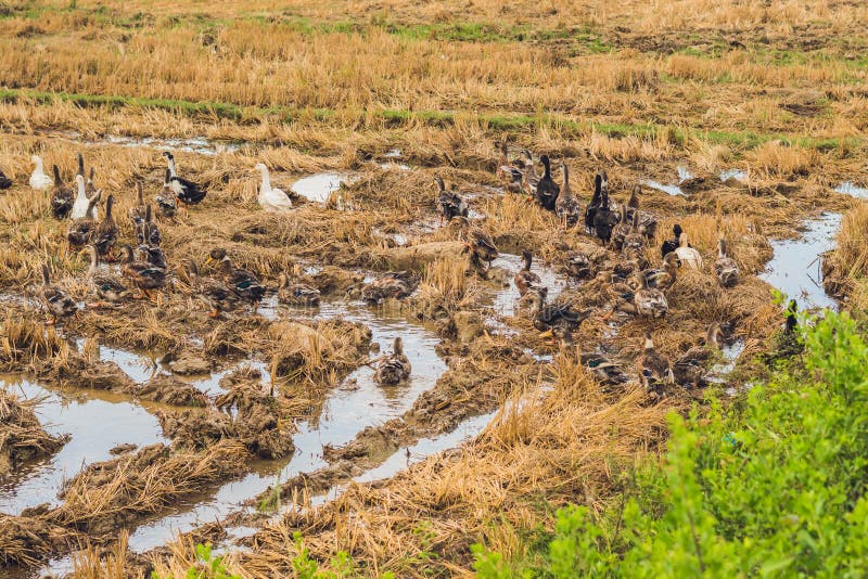 Flock of Ducks Forage Food in Rice Field Stock Image - Image of ...