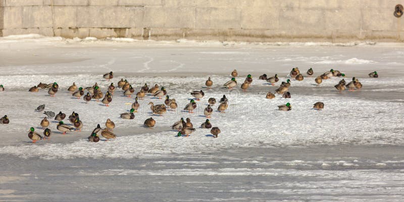 Flock of ducks on ice stock image. Image of snow, birds - 35180395