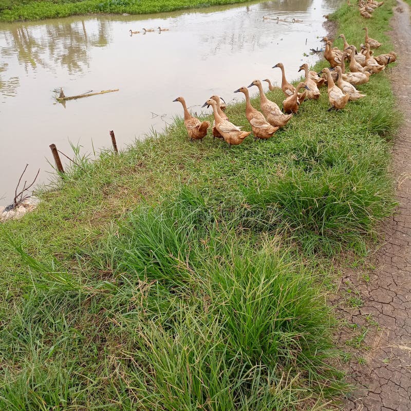 A Flock of Ducks Looking for Food in the River Stock Image - Image of ...