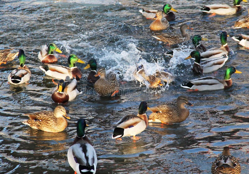 Flock of ducks stock photo. Image of group, plenty, water - 65188492