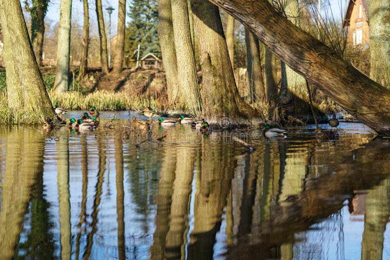 A Flock of Ducks on the Pond. Stock Image - Image of duck, drake: 110668839