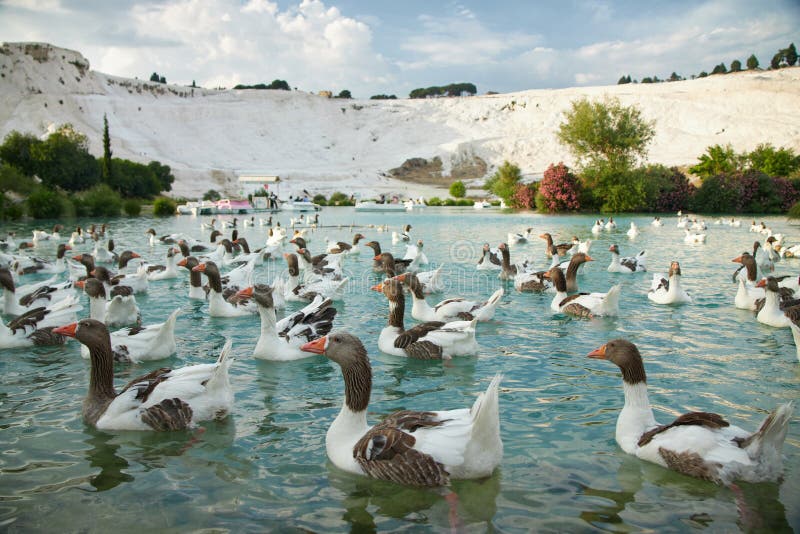 Flock of Ducks in the Pond by Pamukkale Travertines Stock Photo - Image ...