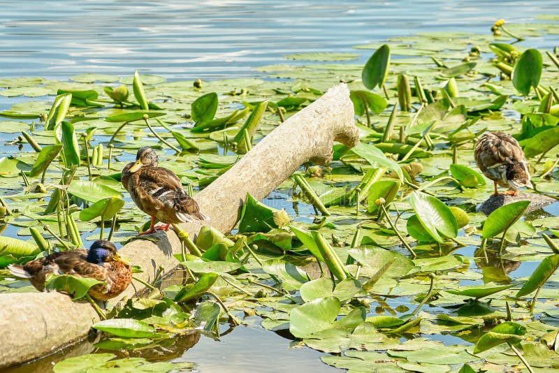 Flock of Ducks on Pond with Water Lily Plants Stock Photo - Image of ...