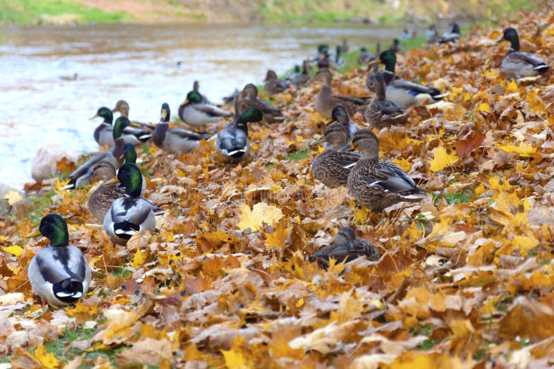 A Flock of Ducks Resting on the Grass Strewn with Fallen Leaves Stock ...