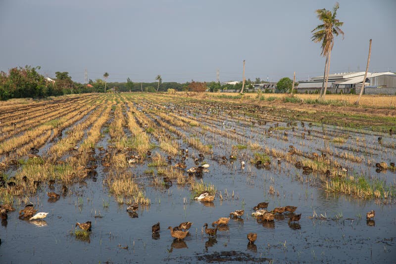 Duck in a Rice Field in Pyeongtaek, South Korea Stock Photo - Image of ...