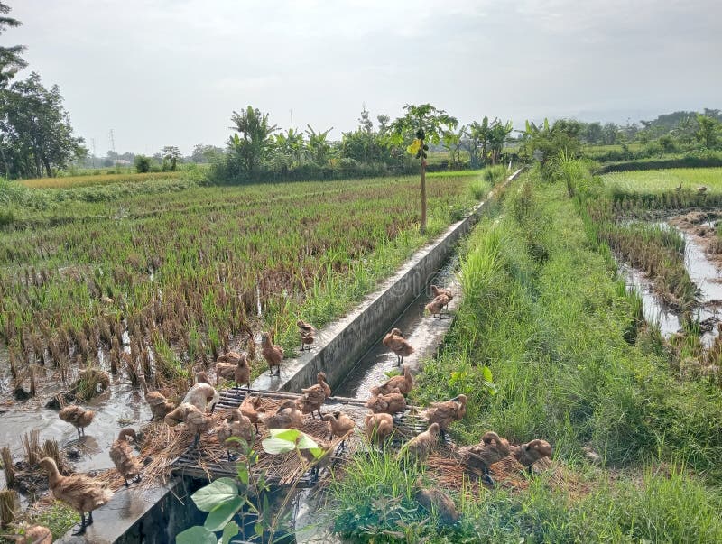 Flock of Ducks in the Rice Fields after Harvest Stock Image - Image of ...
