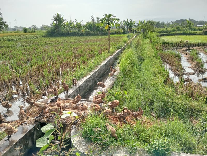 Flock Ducks Rice Fields Harvest Stock Photos - Free & Royalty-Free ...