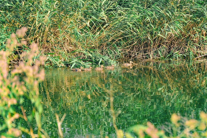 A Flock of Ducks on the River in the Bushes in the Reeds Stock Image ...