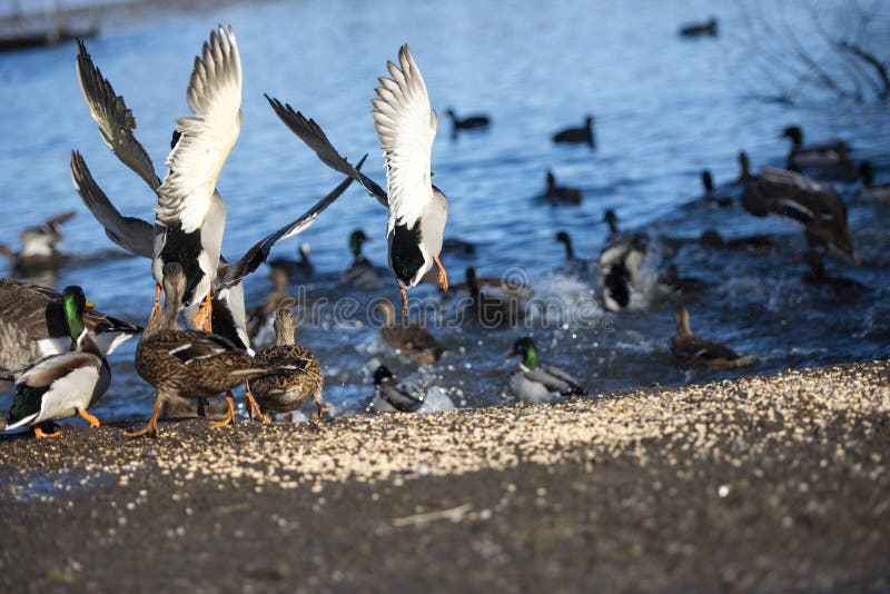 Flock of Ducks Run Down To the Water Stock Image - Image of wildlife ...