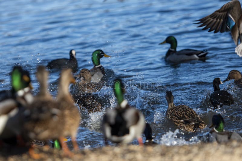 Flock of Ducks Run Down To the Water Stock Photo - Image of animals ...