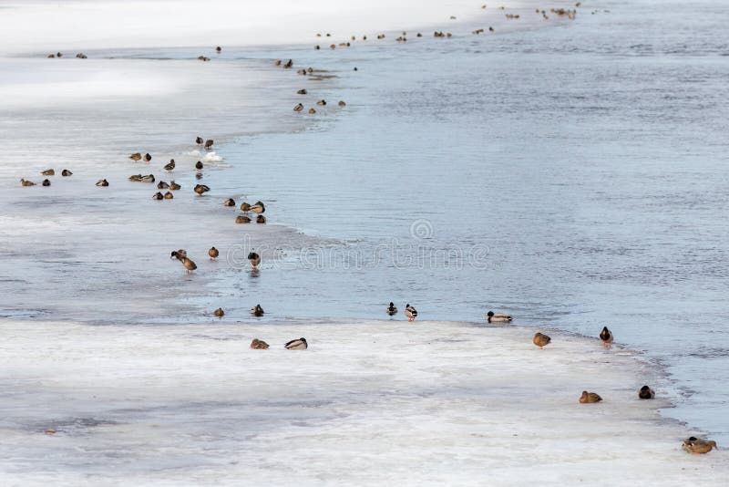 Flock of ducks in spring stock image. Image of nature - 143670401