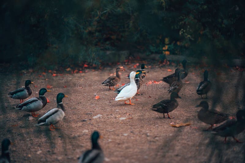 Flock of Ducks Standing on a Dirt Field Stock Image - Image of dirt ...