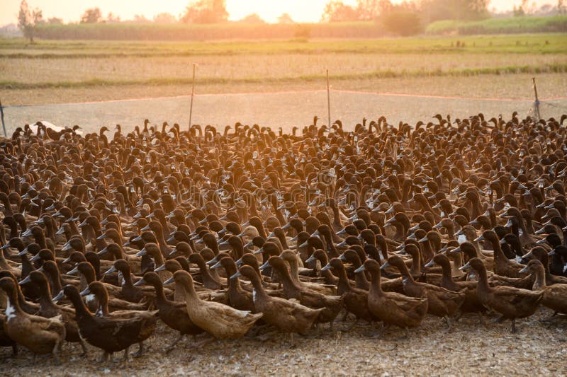 Flock of Ducks with Sunlight Shining in Stall Stock Image - Image of ...