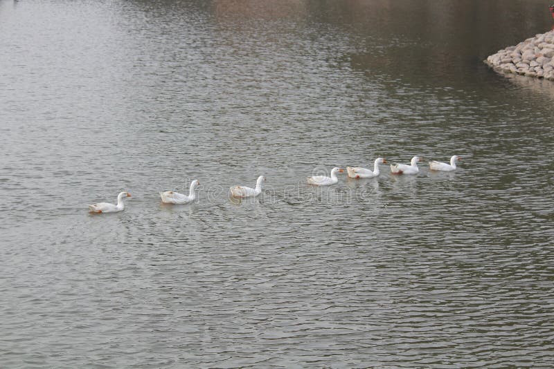 Flock of Ducks Swimming in a Formation in the Lake Water. Stock Image ...