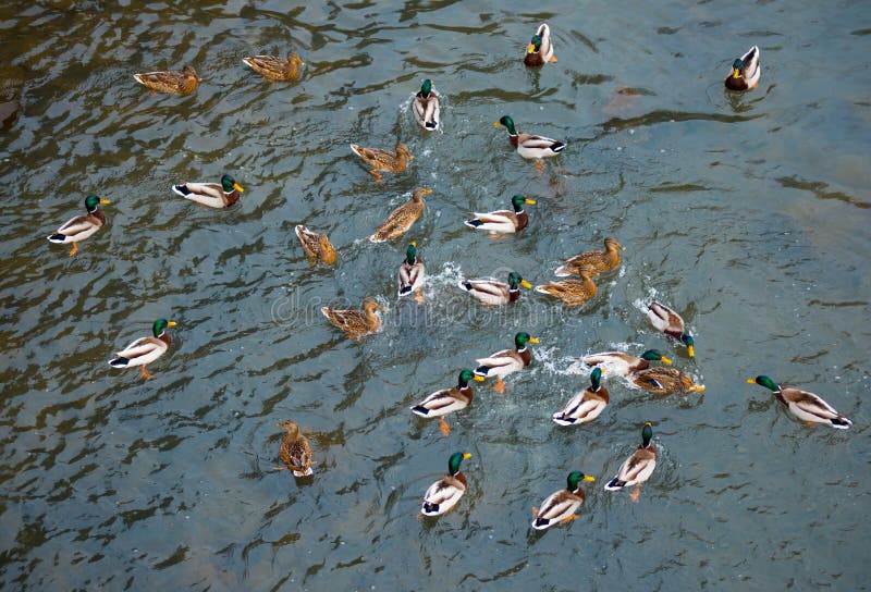 Flock of Ducks on the Water Stock Photo - Image of flock, creek: 182757430