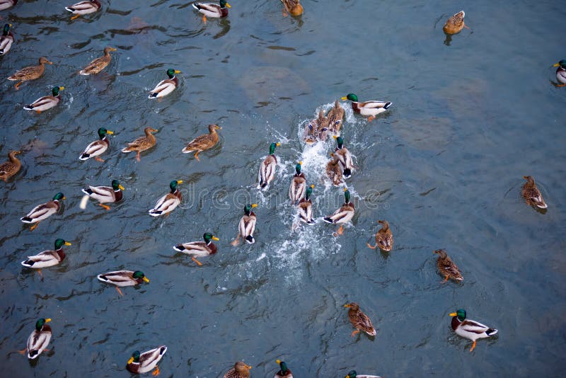 Flock of Ducks on the Water Stock Photo - Image of butterfly, black ...