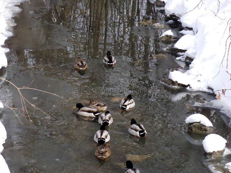 Ducks flock stock image. Image of pond, reflection, winter - 368127427