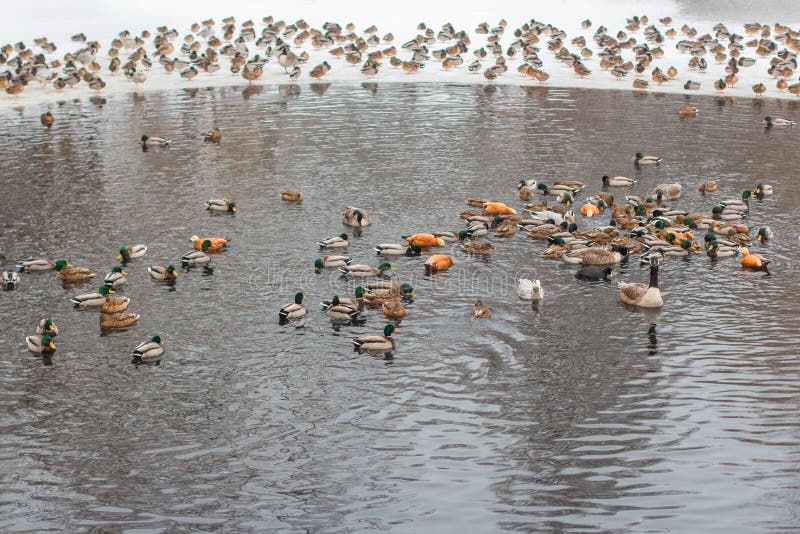 Flock of Ducks in the Water Stock Photo - Image of park, outdoor: 66380844