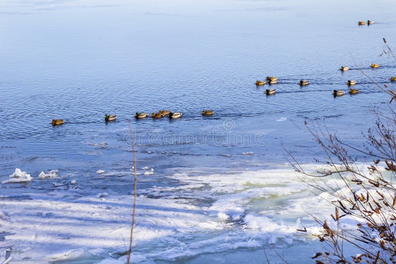 A Flock of Ducks on a Winter Blue River. Ice and Snow Near Shore Stock ...
