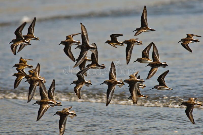 Flock of Dunlin stock photo. Image of calidris, flock - 86116568