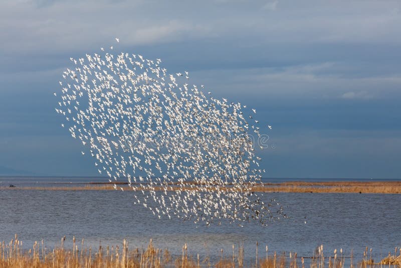 Flock of Dunlin stock photo. Image of calidris, flock - 86116568