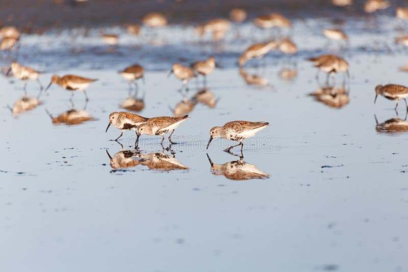 A flock dunlin stock photo. Image of dunlin, animals - 160139288