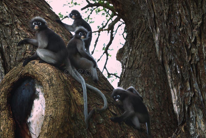 Flock of Dusky Leaf Monkey on Big Tree Branch Stock Image - Image of ...