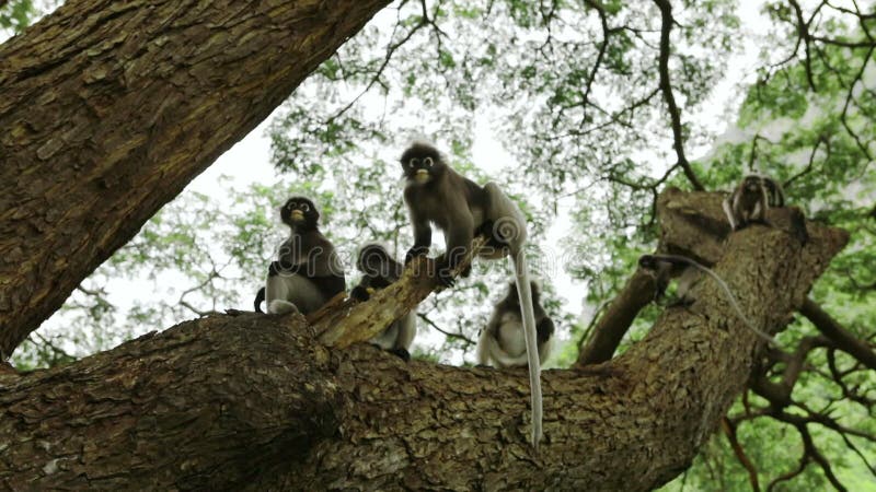 Monkey Climbing on the Tree Branch Stock Footage - Video of animal ...