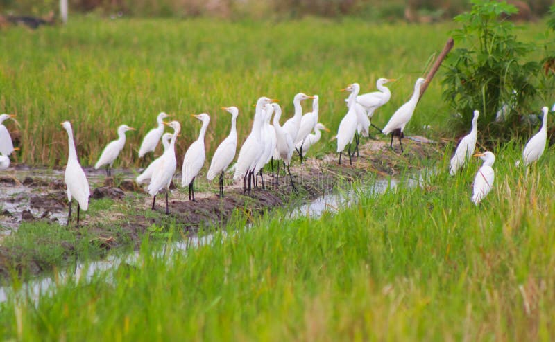 A Flock of Egrets Bird or Ardeidae in the Rice Fields Looking for Food ...