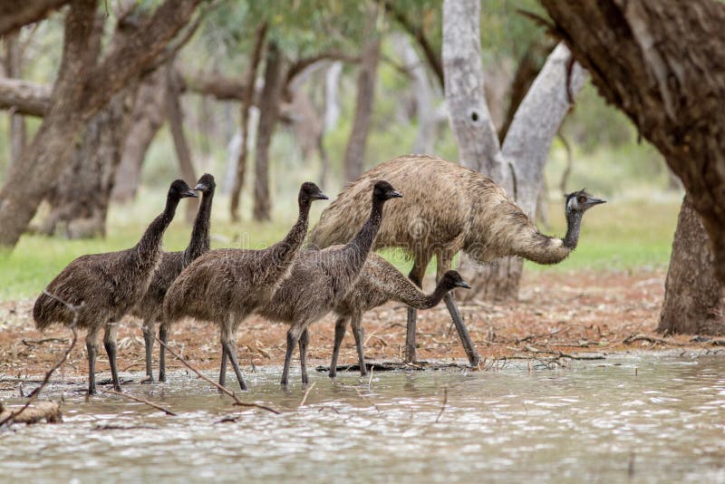 Flock of Emu`s stock image. Image of parrot, wildlife - 188940561