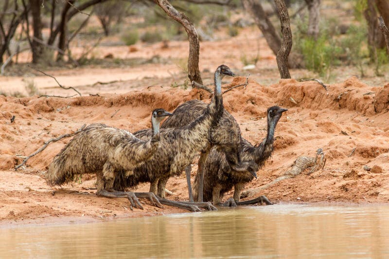 113 Flock Emu Stock Photos - Free & Royalty-Free Stock Photos from ...
