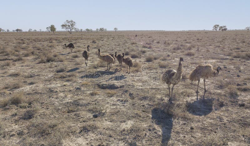 A Flock of Emus in Drought Conditions. Stock Photo - Image of outback ...