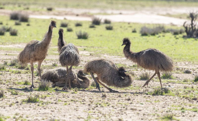 Emus stock image. Image of flock, nature, birds, group - 83981327