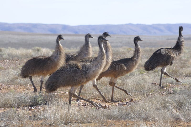 Flock of Emus stock photo. Image of wales, outback, emus - 31925002