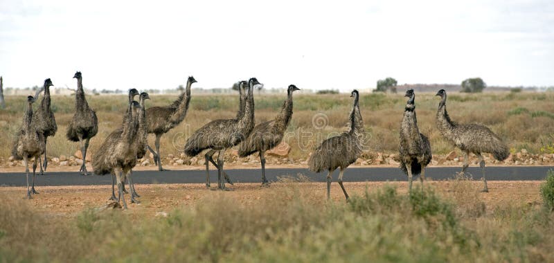 Flock of Emus stock photo. Image of wales, outback, emus - 31925002
