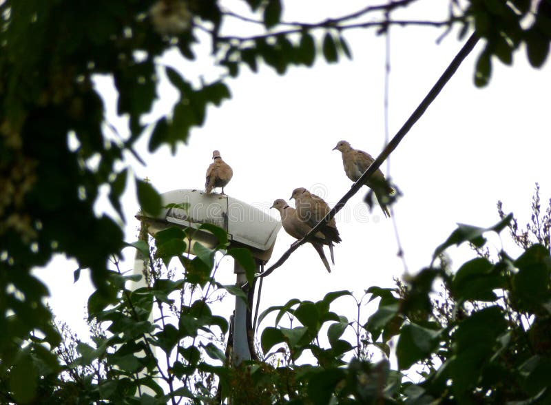 Flock of Eurasian Collared Doves Sitting on a Wire Stock Photo - Image ...