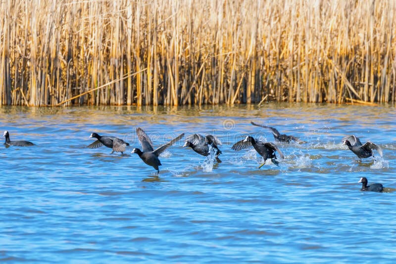 Flock of Eurasian Coots Taking Off Over Water Stock Photo - Image of ...