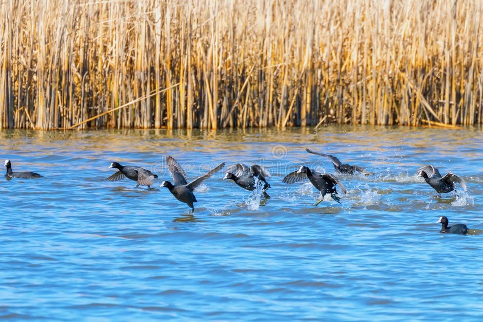 Flock of Eurasian Coots Taking Off Over Water Stock Photo - Image of ...